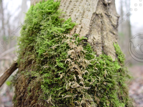 Texture JPEG tree bark skin