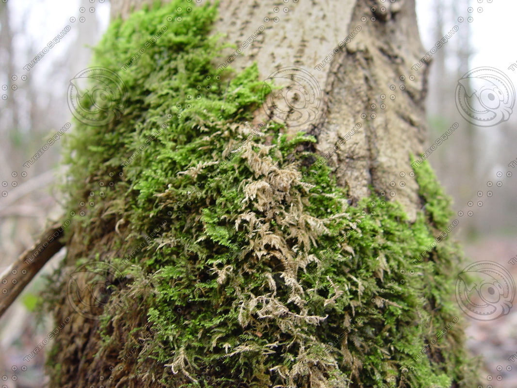 Texture JPEG tree bark skin