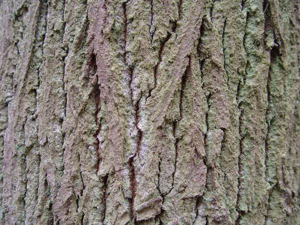 Texture JPEG tree bark skin