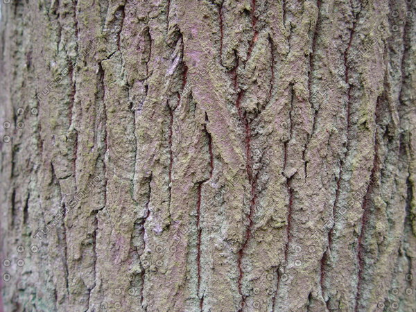 Texture JPEG tree bark skin