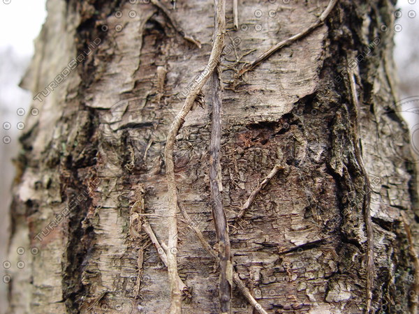 Texture JPEG tree bark skin