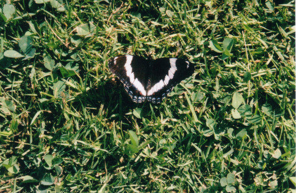 Stock JPEG butterfly insects