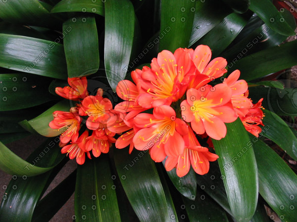 Stock JPEG Clevia flower color
