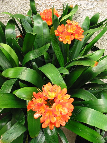 Stock JPEG Clevia flower color