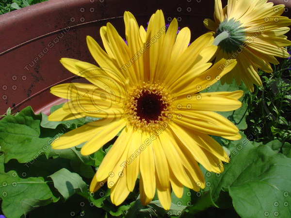 General JPEG flower yellow photo