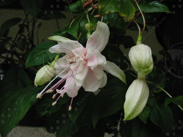 Stock JPEG fuchsia flower color