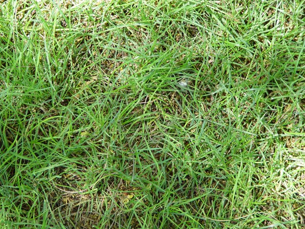 Texture Windows Bitmap Grass