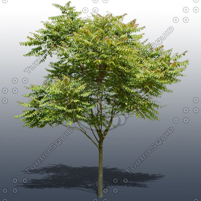 Texture Photoshop tree plant foliage