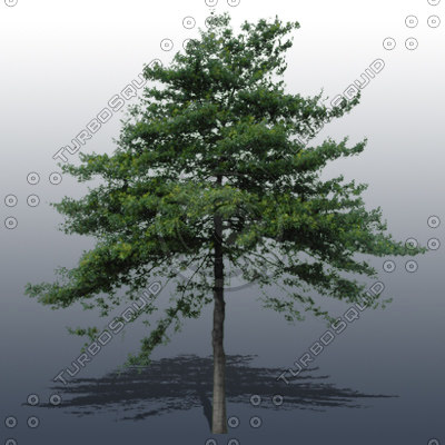 Texture Photoshop tree plant foliage