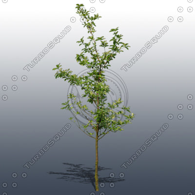 Texture Photoshop tree plant foliage