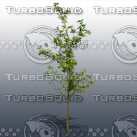Texture Photoshop tree plant foliage