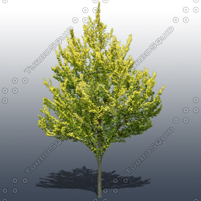 Texture Photoshop tree plant foliage