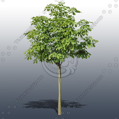 Texture Photoshop tree plant foliage