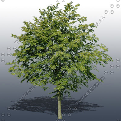 Texture Photoshop tree plant foliage