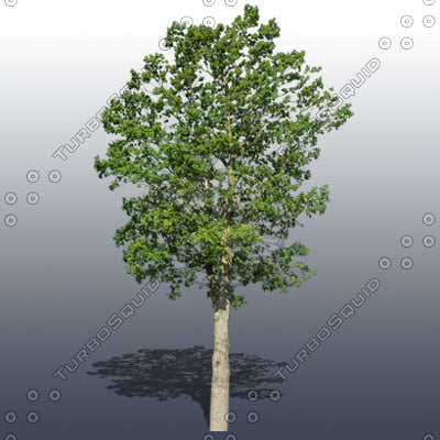 Texture Photoshop tree plant foliage