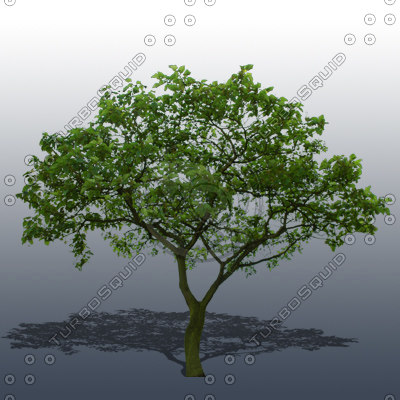 Texture Photoshop tree plant foliage