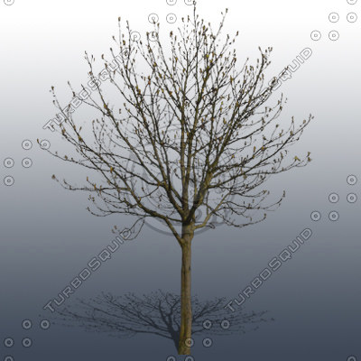 Texture Photoshop tree plant foliage