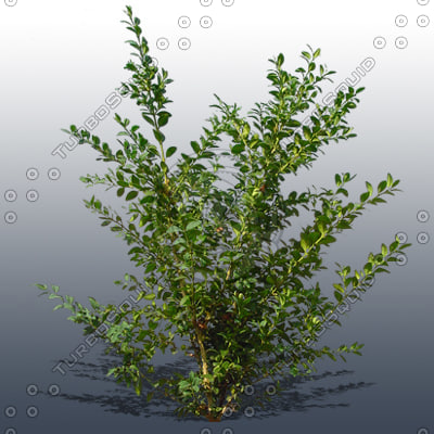 Texture Photoshop tree plant foliage