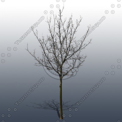 Texture Photoshop tree plant foliage