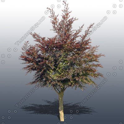 Texture Photoshop tree plant foliage