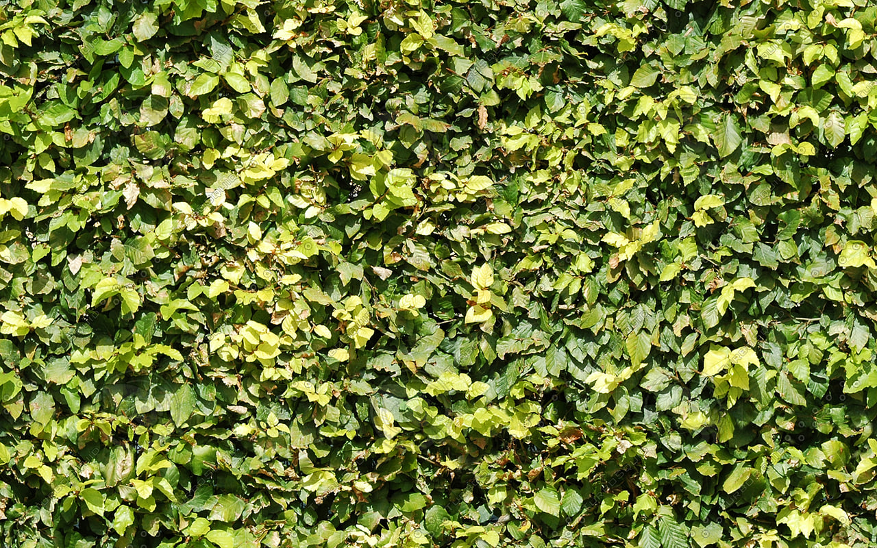 Texture JPEG leaves green garden