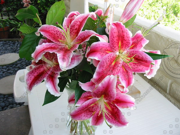 Stock JPEG Lilies flower color