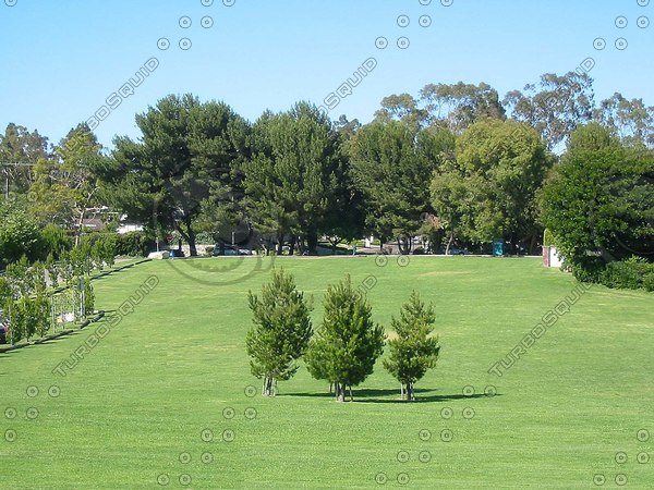 Texture JPEG park lawn tree