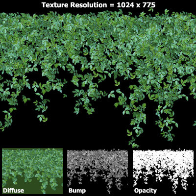 Texture JPEG Vine texture ivy