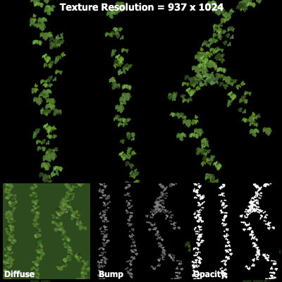 Texture JPEG Vine texture ivy