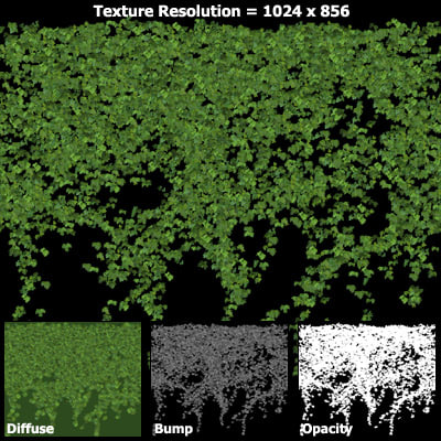 Texture JPEG Vine texture ivy