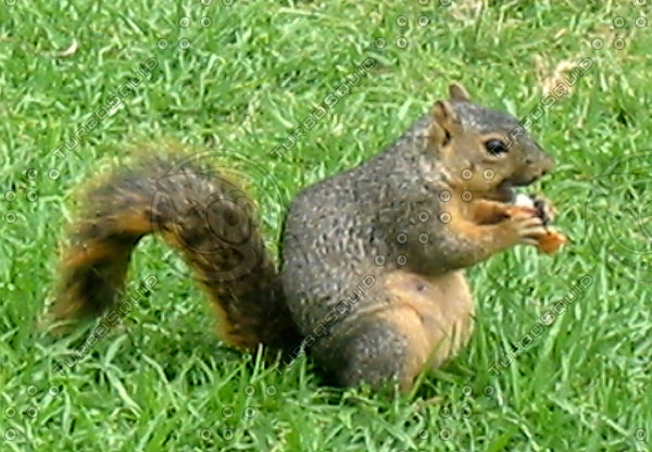 Stock JPEG squirrel animal mammal