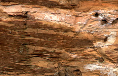 Texture JPEG tree bark paper