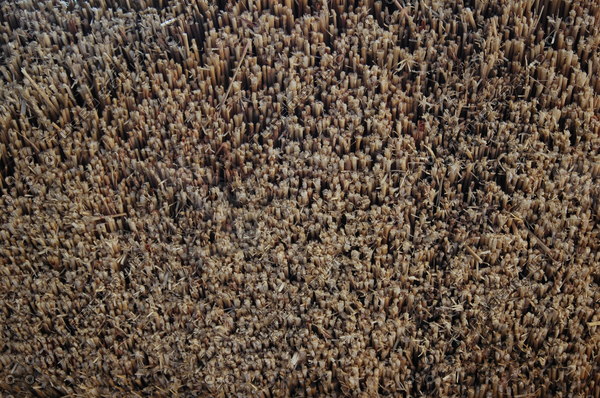Texture JPEG thatch grass cut