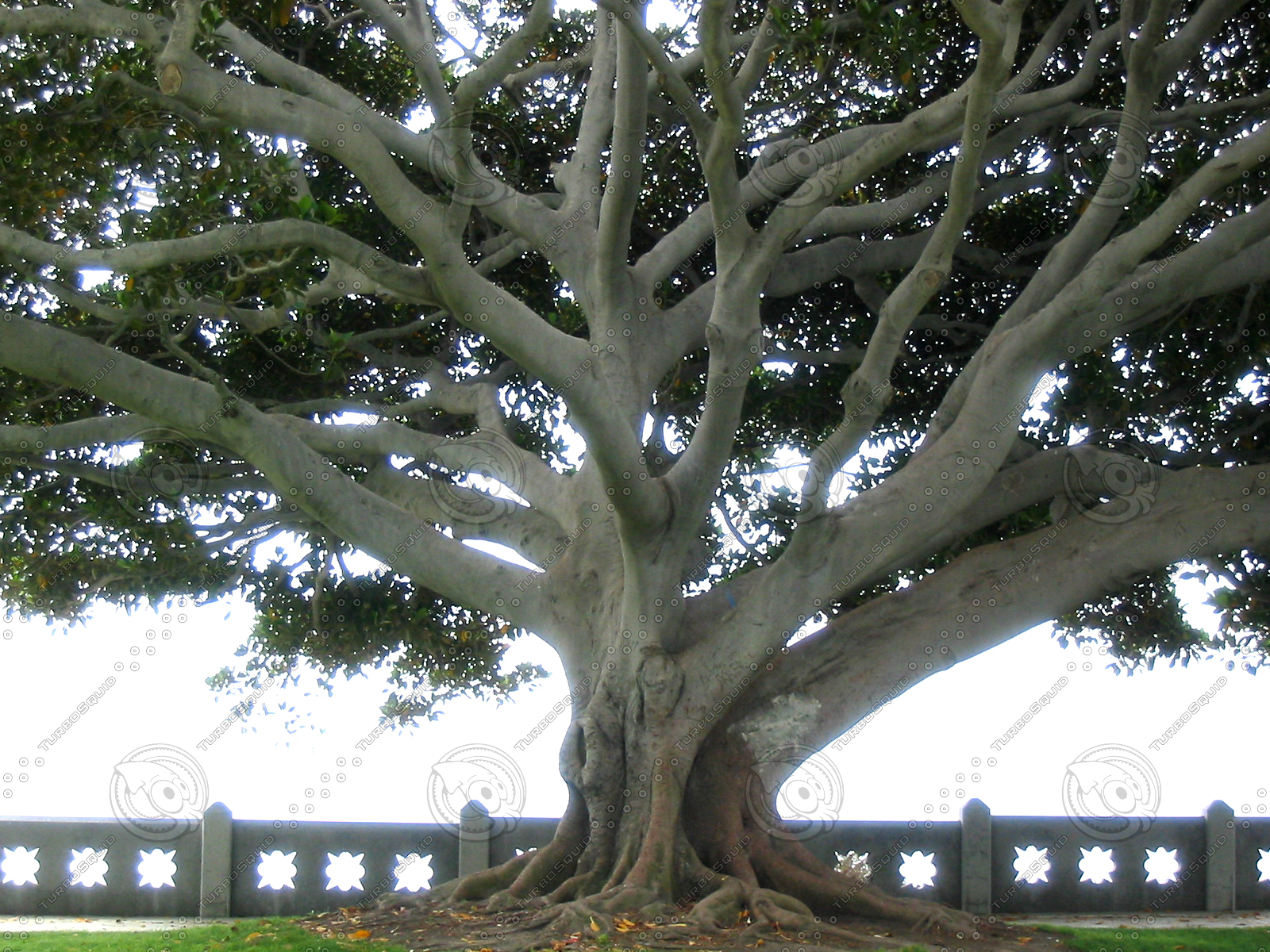 Stock JPEG tree flora horizon