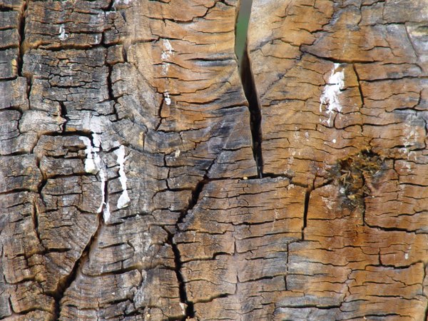 Texture Windows Bitmap Tree Bark