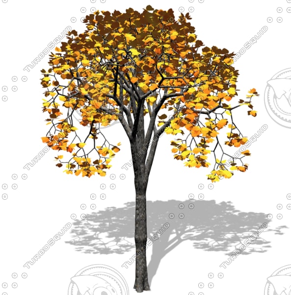 Texture Photoshop tree nature green