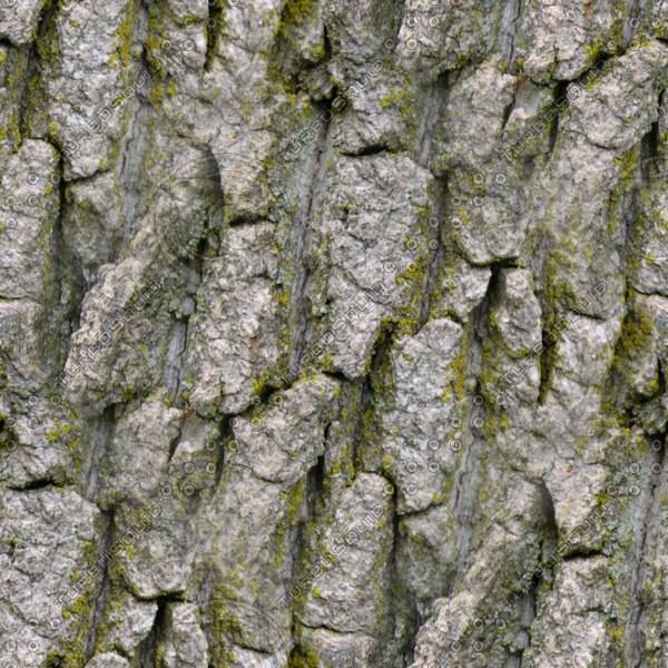Texture Windows Bitmap tree bark hi