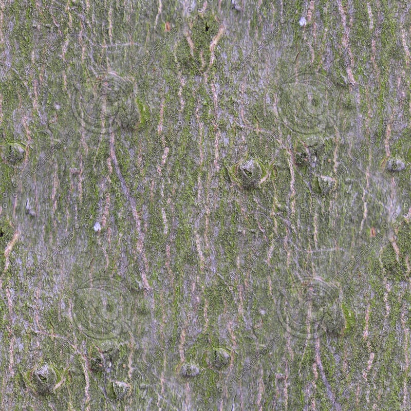 Texture Windows Bitmap tree bark hi