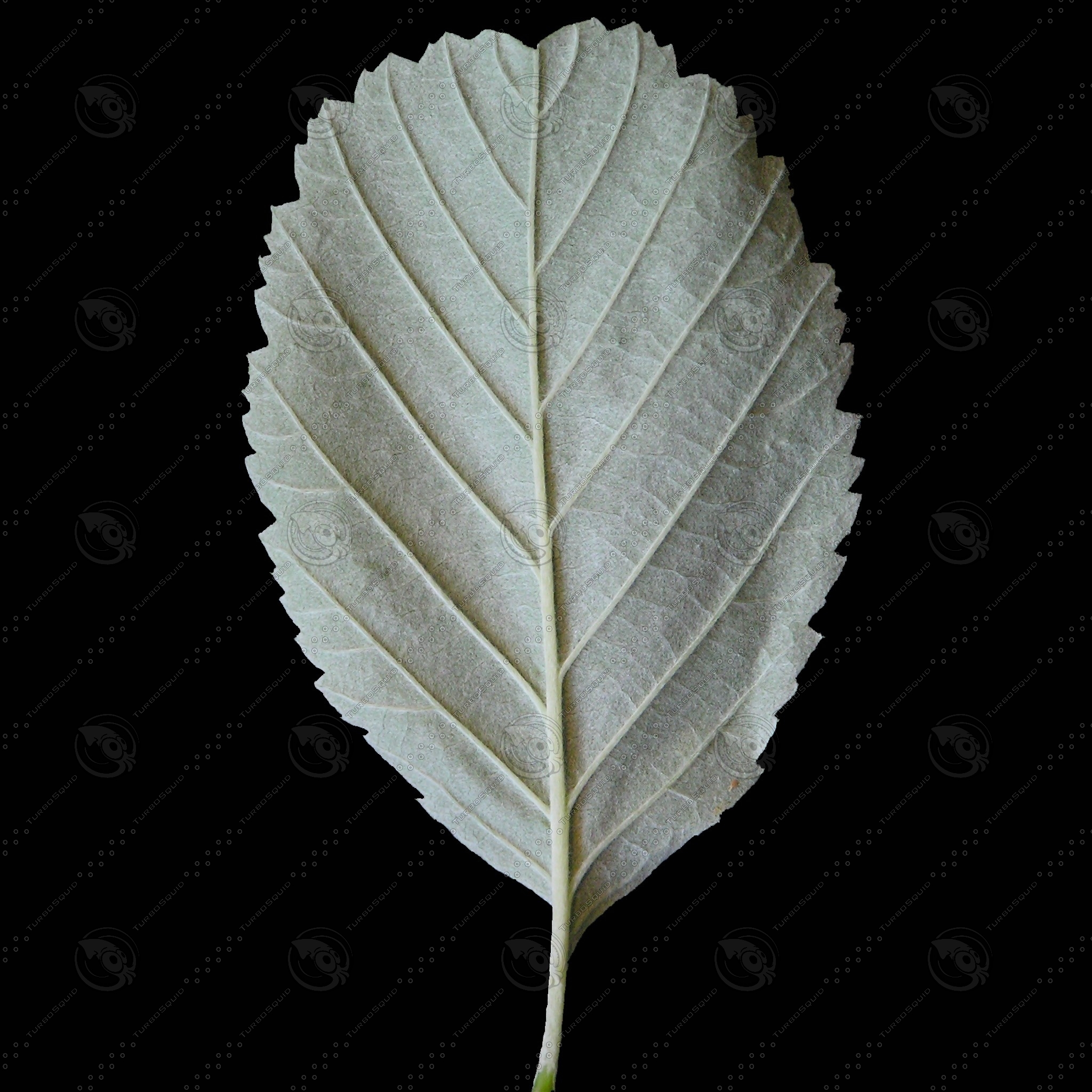 Texture JPEG leaf alder leaves