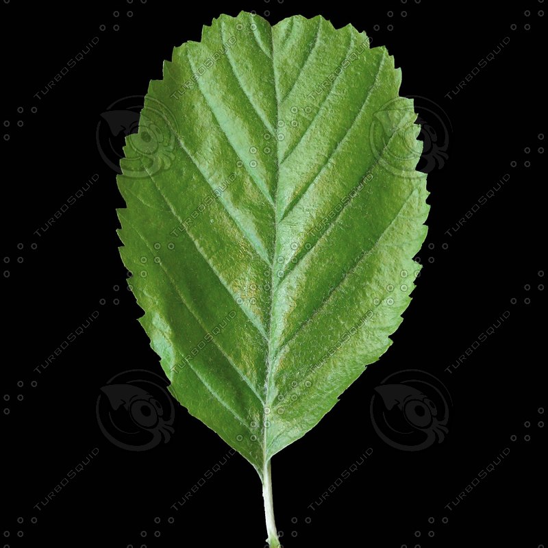 Texture JPEG leaf alder leaves