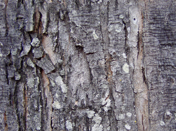 Texture JPEG Bark Tree Nature