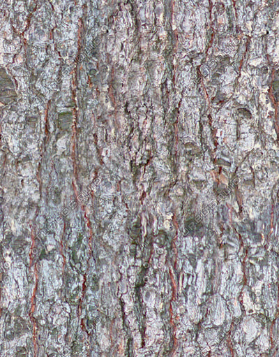 Texture JPEG bark 3d studio