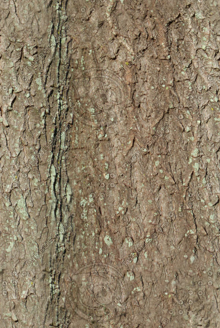 Texture Other Bark 3d studio
