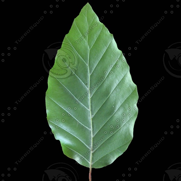 Texture JPEG leaf beech leaves