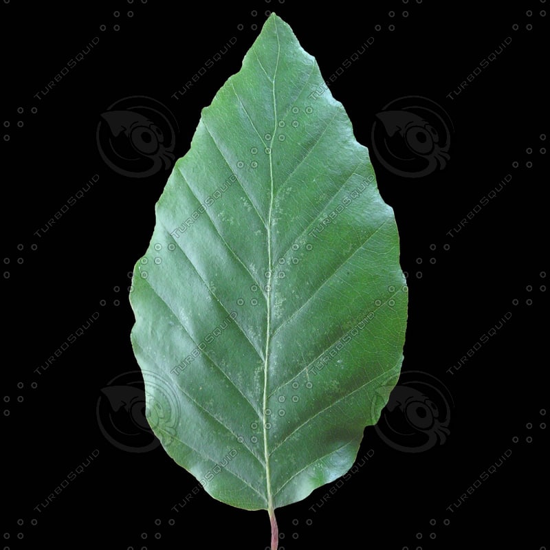 Texture JPEG leaf beech leaves