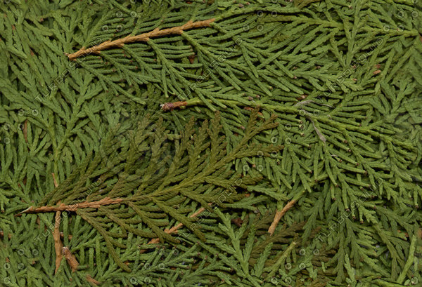 Texture JPEG cedar tree shrub