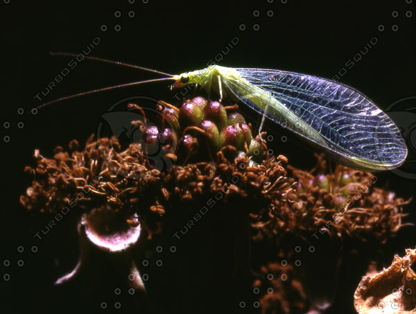 Stock JPEG chrysopa insect fly