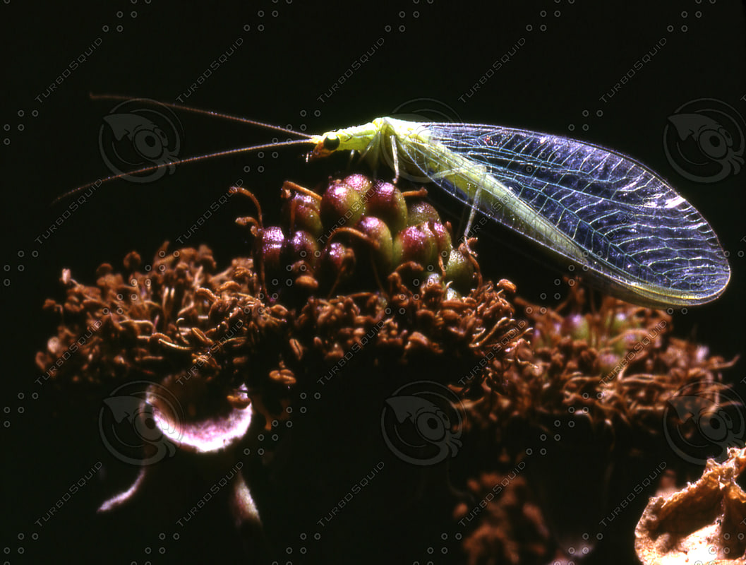 Stock JPEG chrysopa insect fly
