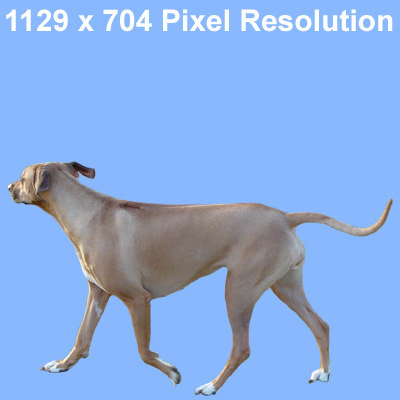 Texture JPEG dog animal mammal