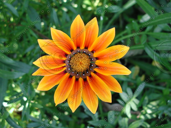 Texture JPEG flower nature naturaleza